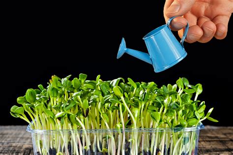 어린 해바라기 새싹이 가까이 서있습니다 발아 된 곡물의 녹색 잔가지 흰색 배경에 고립 된 플라스틱 용기에 새싹 작은 급수 수