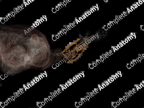 Nerves Of Forearm Left Complete Anatomy
