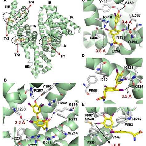 Schematic Representation Of Secretion Transport And Action Of Thyroid