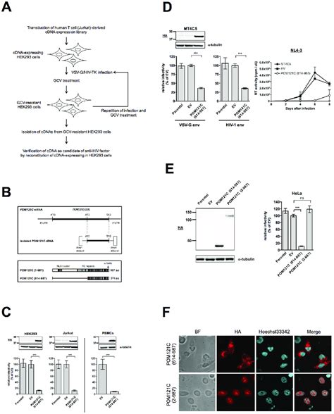 N Terminally Truncated Pom121c Blocks Hiv 1 Infection In Human Cells