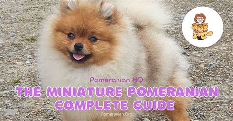 Pomeranian Miniature