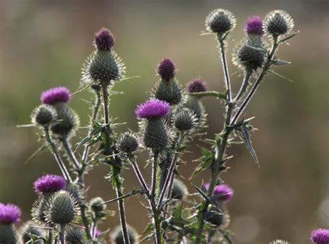 Tistel Kattism Wiki Fandom