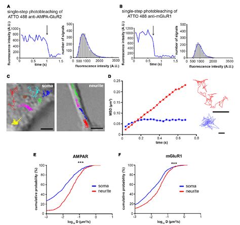 Figure 1 From Single Molecule Imaging Reveals Rapid Estradiol Action On