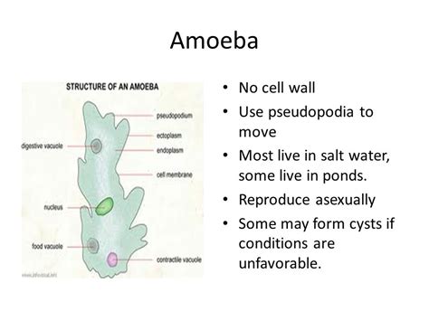 pseudopodia in a cell