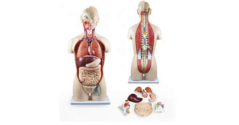 Buy Torso Dual Sex Open Back Get Price For Lab Equipment