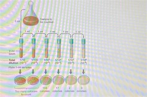 Solved You Inoculate A Flask Of Bacterial Growth Broth To An