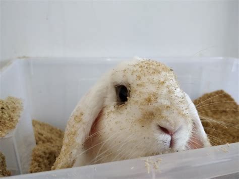 Enable To Force Unlock Exercises · Issue 5978 · Exercismexercism · Github