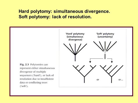 Terminology Of Phylogenetic Trees Ppt Video Online Download