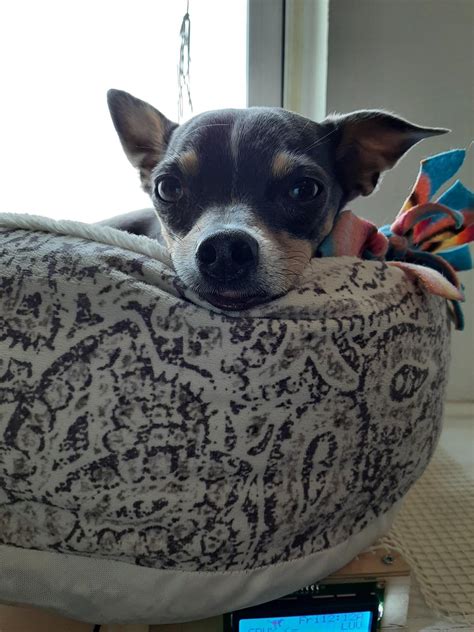 I Made An Alpaca Stock Trading Bot Using Input From Whether Was Sitting On A Button She