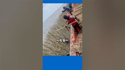 중국의 나무 통나무의 비밀 Youtube