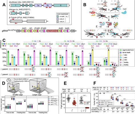 Targeting Sex Determination To Suppress Mosquito Populations ELife