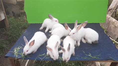 კალიფორნიული ჯიში Youtube