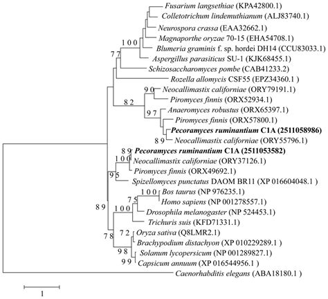 Development Of An Rna Interference Rnai Gene Knockdown Protocol In