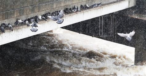 다리 밑에서 비 피하는 비둘기들