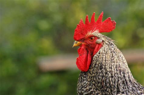 300 Free Cockerel And Rooster Images Pixabay