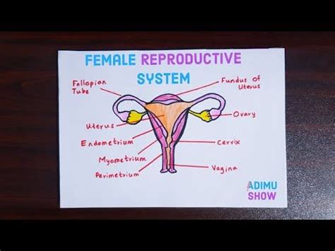 How To Draw Female Reproductive System Step By Step For Beginners YouTube Reproductive