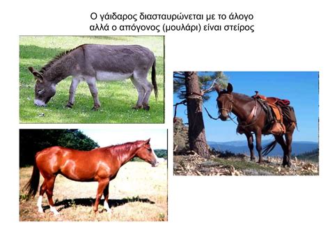 ΒΙΟΛΟΓΙΑ Γ΄ ΓΥΜΝΑΣΙΟΥ Ppt1234567899876543210 Ppt