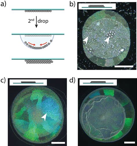 Successive Deposition Of Ordered Colloidal Monolayers A After A First Download Scientific