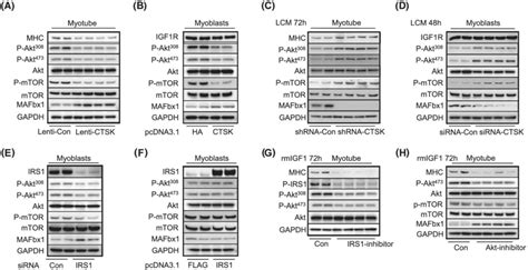 Genetic Modifications Of Ctsk Modulate Protein Catabolism And Myosin