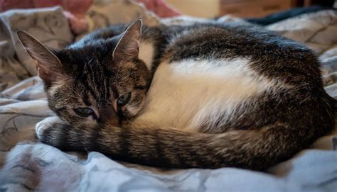 Discover More Like Catpics My Tiny Kitty And Related Content Scrolller