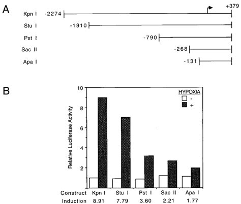 Functional Analysis Of Human Vegf 5 Flanking Sequences In Transient