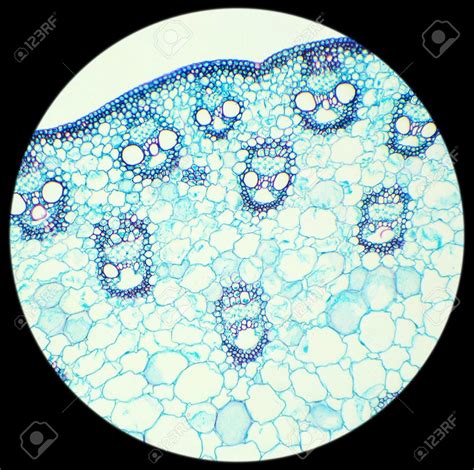 Monocot Stem Cross Section Diagram Quizlet
