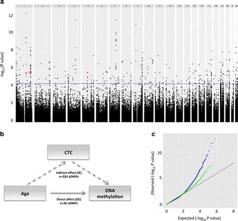 Age Dependent Dna Methylation Is Partially Mediated By Ctc Variability Download Scientific