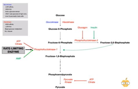 Glycolysis Dirty Flashcards Quizlet