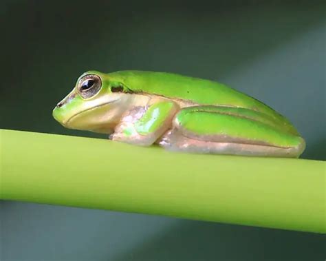 Northern Dwarf Tree Frog Facts Diet Habitat And Pictures On Animaliabio
