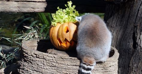 핼러윈 호박과 알락꼬리여우원숭이