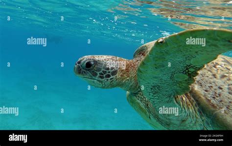 Big Green Turtle Green Turtles Are The Largest Of All Sea Turtles A