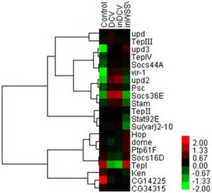 hierarchical cluster analysis of dna microarray data obtained from 21