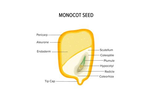 Learn The Key Differences Between Monocots And Dicots