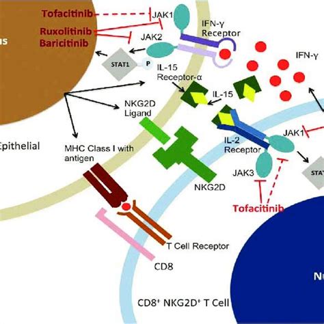 Interaction Between Cd8 Nkg2d T Cells And Follicular Epithelial Cells