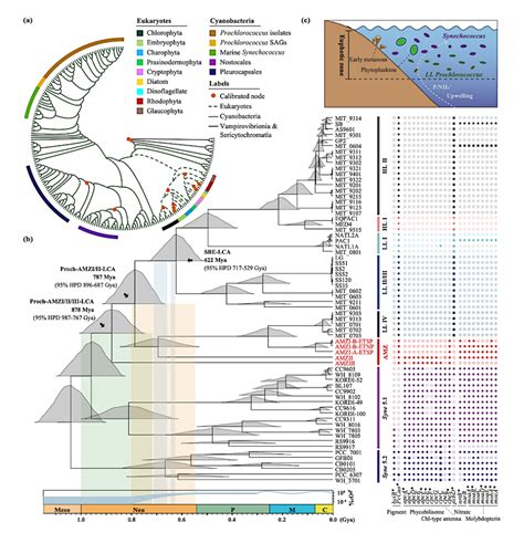 Emergence Of Prochlorococcus In The Tonian Oceans And The Initiation Of Neoproterozoic