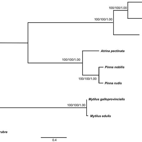 Phylogenetic Tree Based On Concatenated Protein Coding Genes