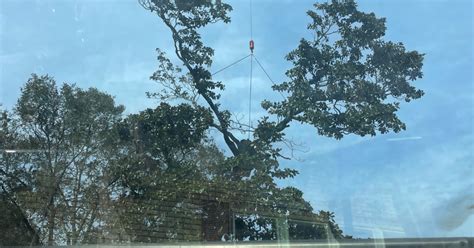 Tree Cabling And Bracing In Northwest Florida Ds Trees