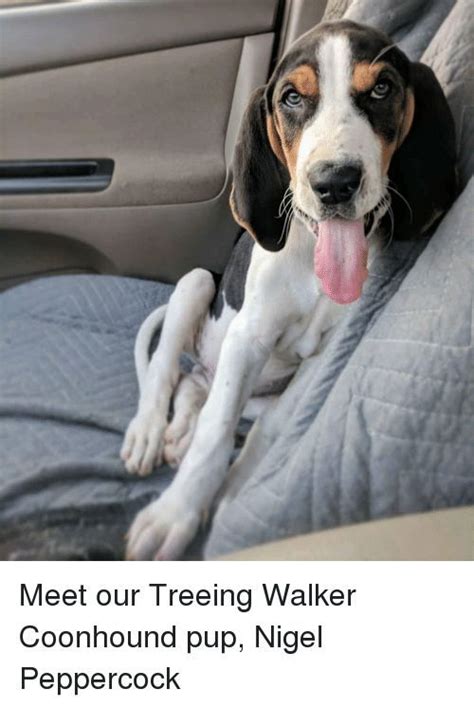 Image Result For Treeing Walker Coonhound Puppy