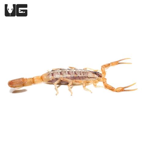 African Striped Bark Scorpions Uroplectes Vittatus For Sale Underground Reptiles