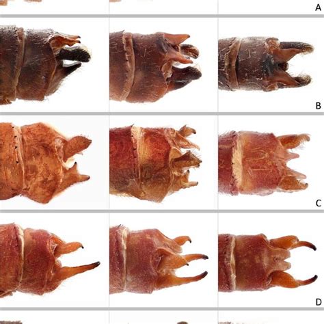 Genital Ligula Lateral And Ventral View A Inpabasis Hubelli Santos Download Scientific
