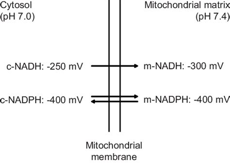 Redox Potentials Of The Mitochondrial And Cytosolic Nadh And Nadph