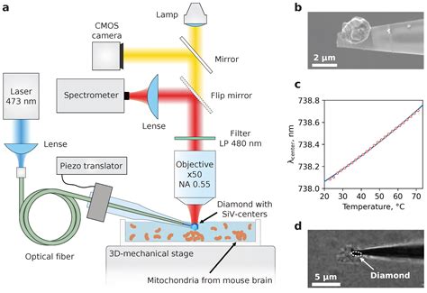 Heat Release By Isolated Mouse Brain Mitochondria Detected With Diamond Thermometer