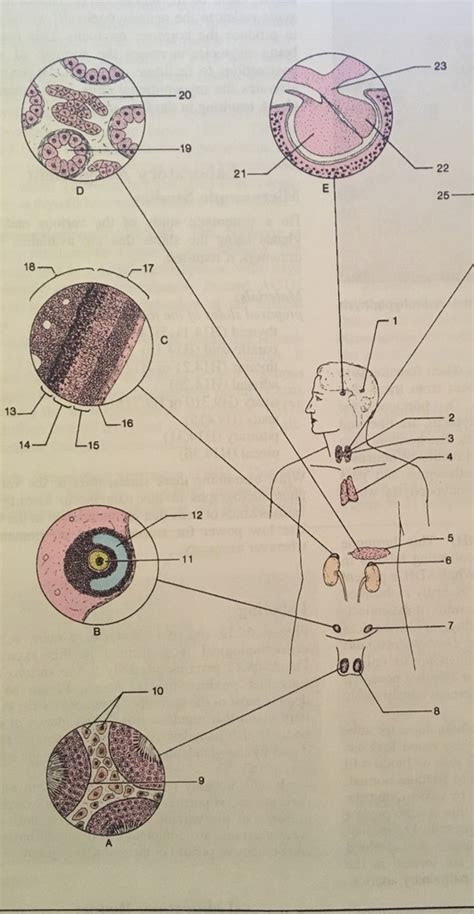 Endocrine Diagram Diagram Quizlet Endocrine Diagram Diagram Quizlet