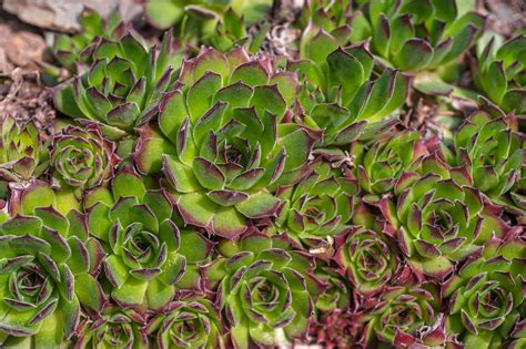Hens And Chicks Plant Care And Growing Guide