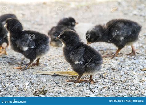Chicken And Tiny Chicks Black Broodstock And Black Pups Tiny Chicks