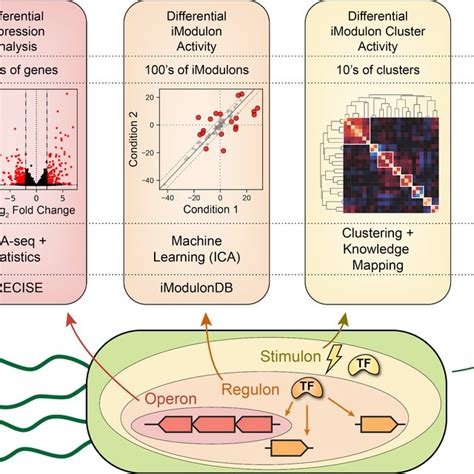 Multi Scale Analysis Of Precise 2 0 The Levels Of Analysis