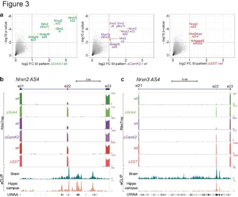 slm2 directly regulates alternative splicing of mrnas encoding synaptic
