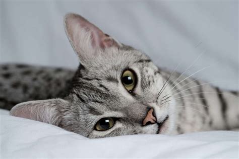 4 Características Do Gato Da Raça Mau Egípcio