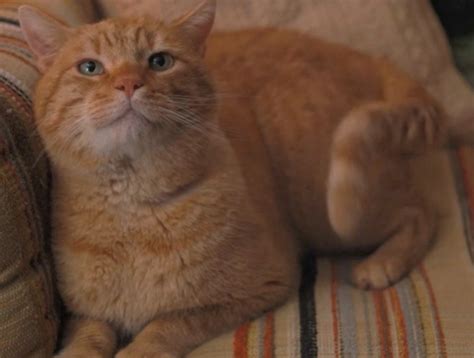 Miaou Wiki Stranger Things Fandom