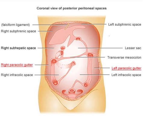 Paracolic Gutter And Subphrenic Spaces Medizzy